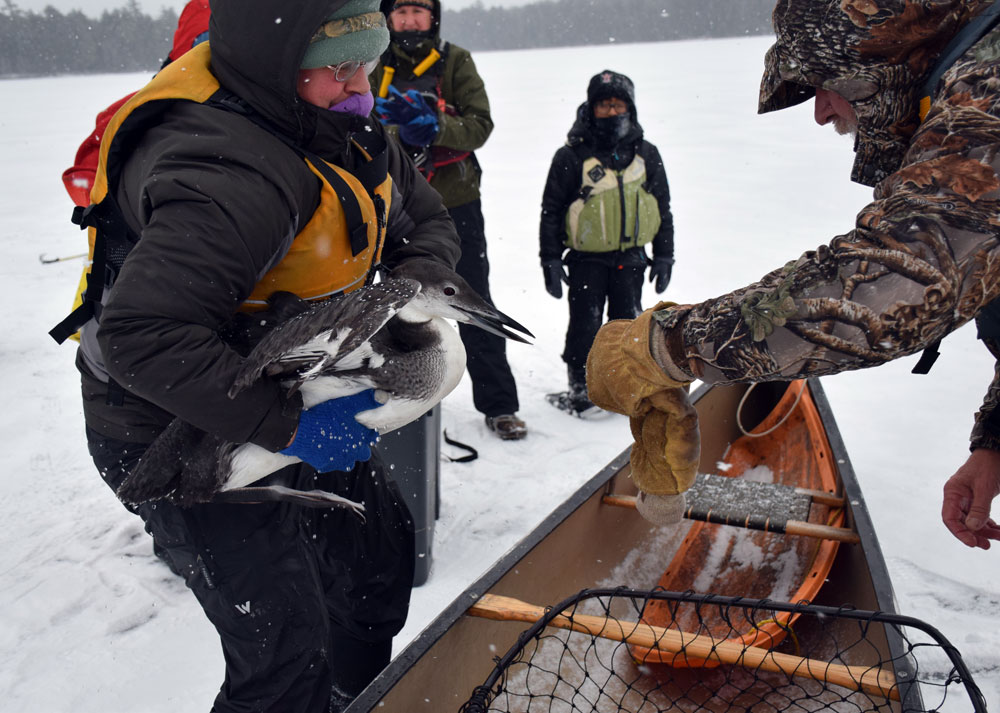 As loons come back, more need rescue | News, Sports, Jobs - Adirondack ...